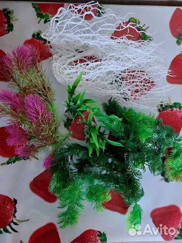 Водоросли для аквариума