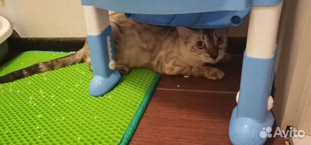 Бенгальская кошка