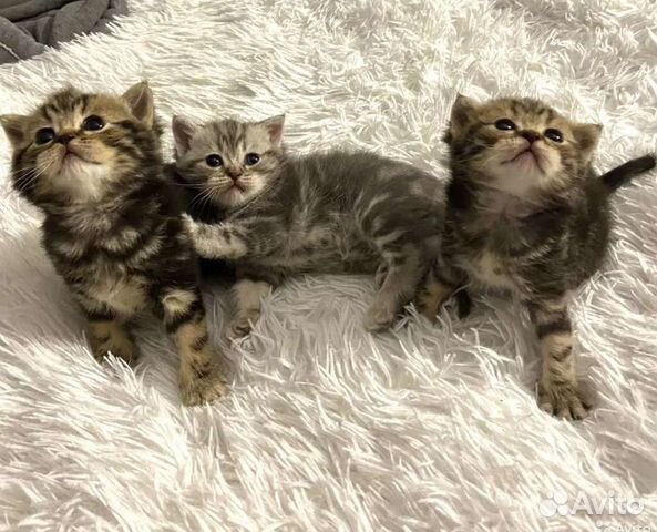 Британские котята