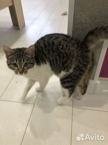 Кошка