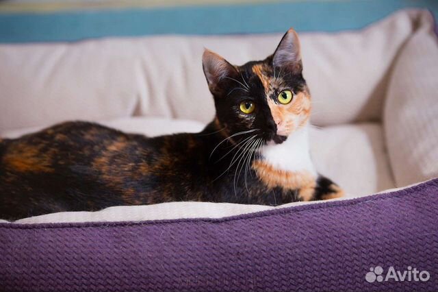 Кошка Серафима в дар