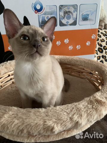 Бурманская красавица