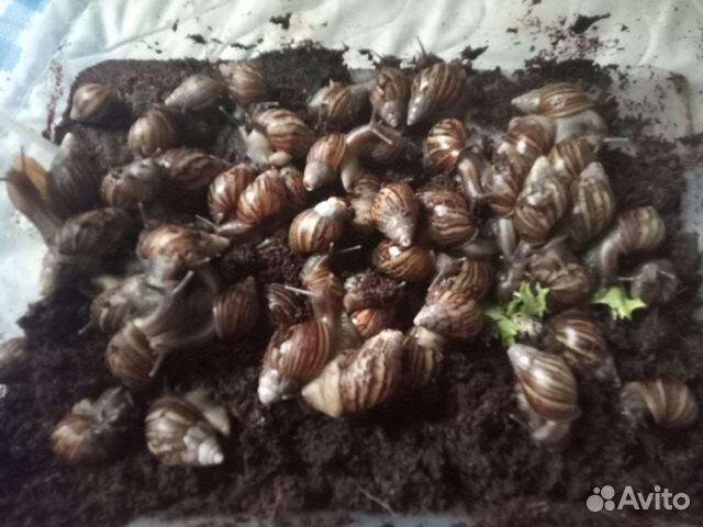 Ахатина улитка, улитята