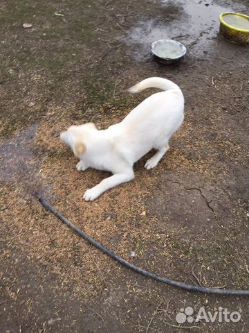 Собака лабрадор