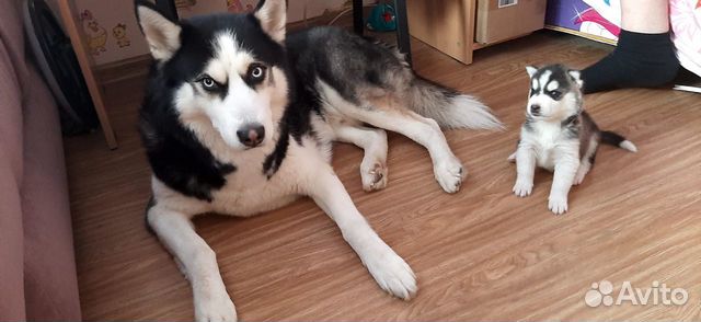 Щенок 1 месяц мальчик сибирской хаски