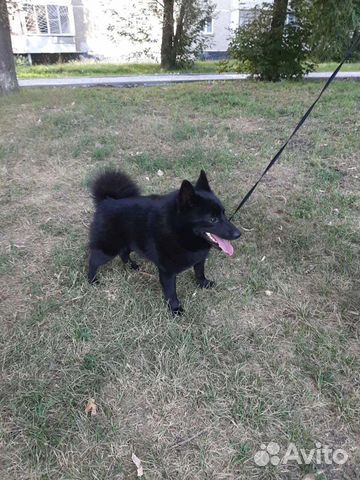 Кобель шипперке в добрые руки