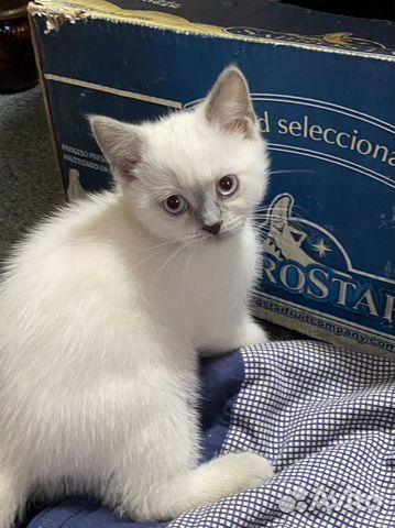 Шотландские котята