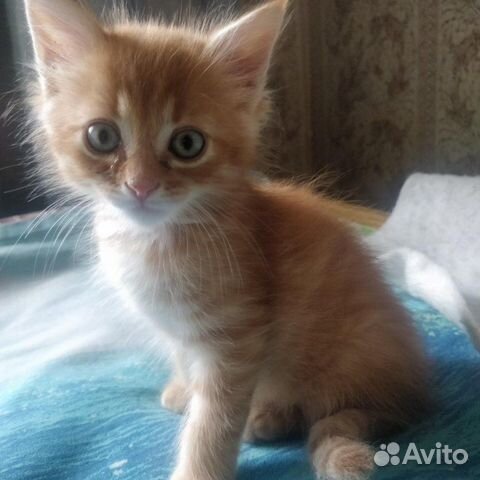 Приму в дар рыжего или белого котенка