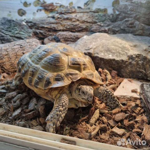 Черепаха сухопутная