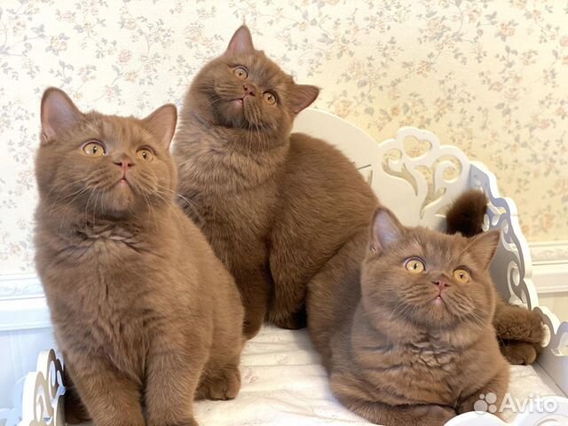 Британскик еотик