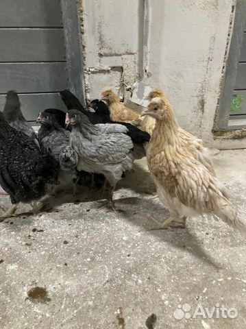 Куры несушки(оптом с доставкой)