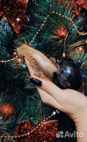 Улитки ахатины бесплатно