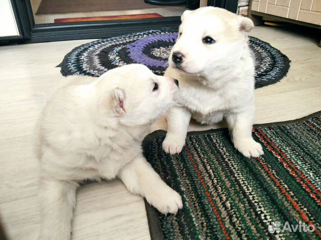 Продам девочек-лайчат