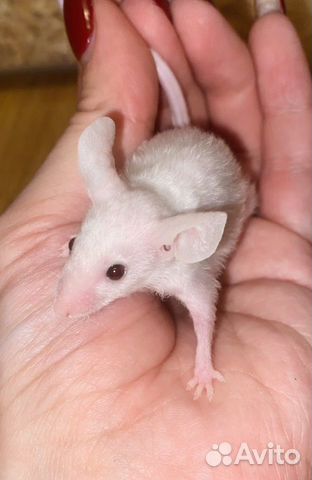 Мыши разного окраса, сфинкс, кудрявые, сатиновые