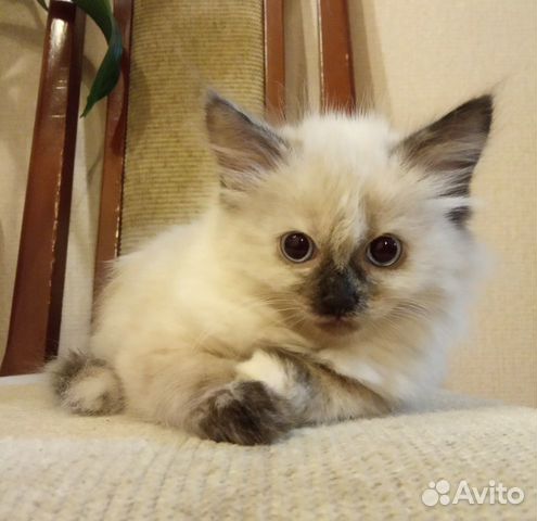Котёнок метис (девочка, 2 месяца)