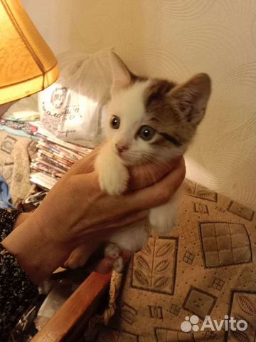 Котята в д о б р ы е р у к и