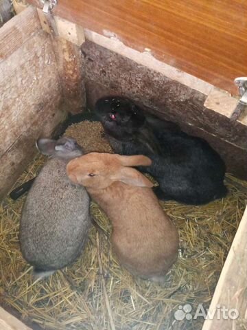 Крольчихи молодые