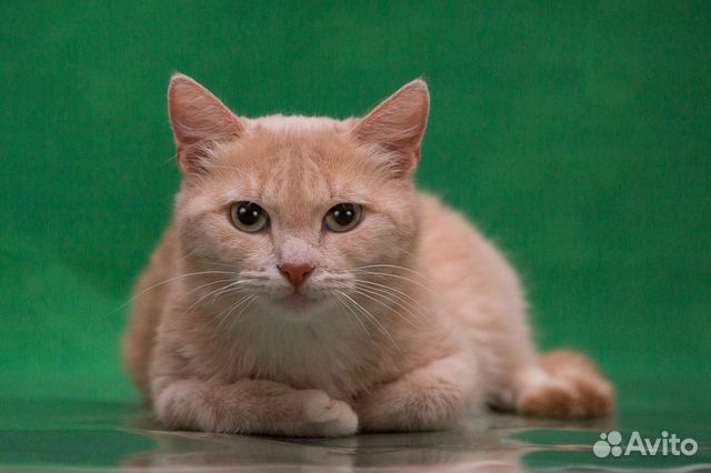 Молодая кошка в добрые руки