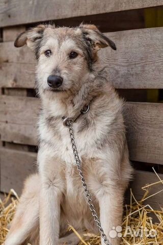 Собака Айва в добрые руки