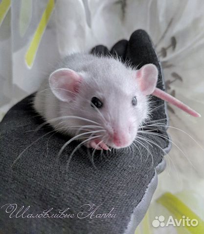 Голубая дамбо девочка