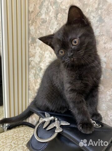 Шотландский котенок - девочка
