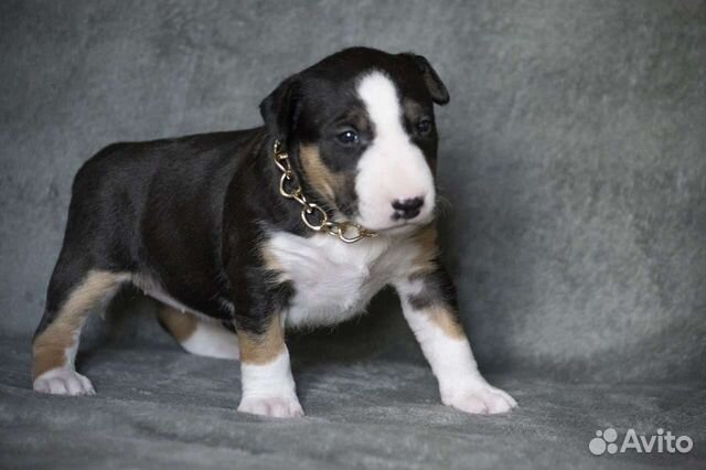 Бультерьер миниатюрный девочка