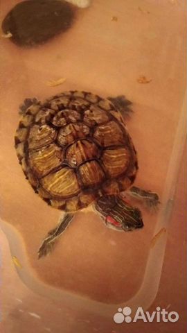 Красноухая черепаха с аквариумом