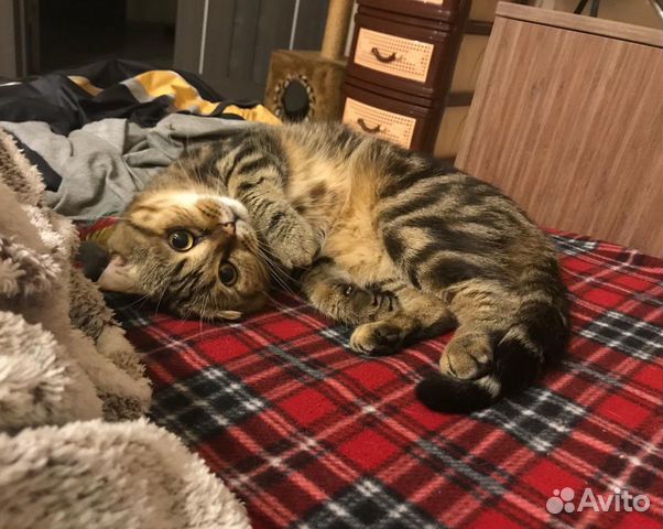 Котик ищет кошечку
