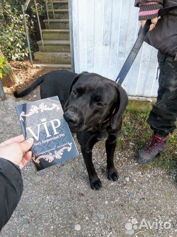 Бесплатно. Чёрный курцхаар, или близкий метис в до