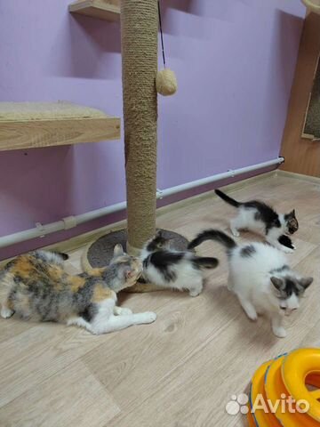 Котята в добрые руки