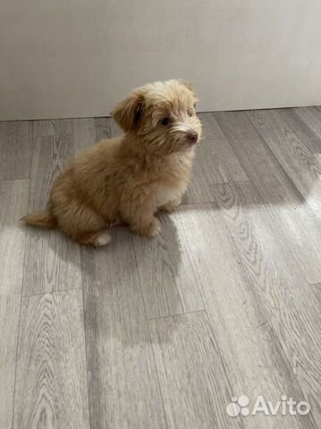 Малышка Йорка и Болонки