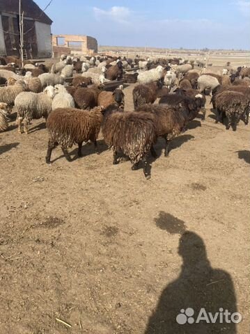 Матки молодые )