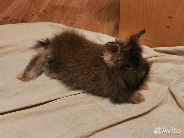 Декоративные кролики