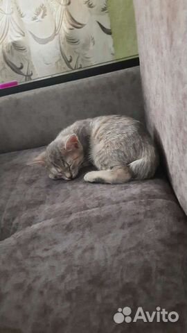 Котенок смесь бобтейл