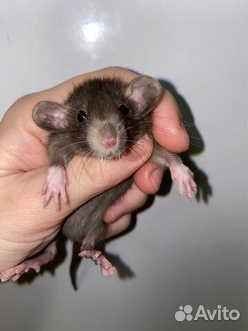 Крысята дамбо