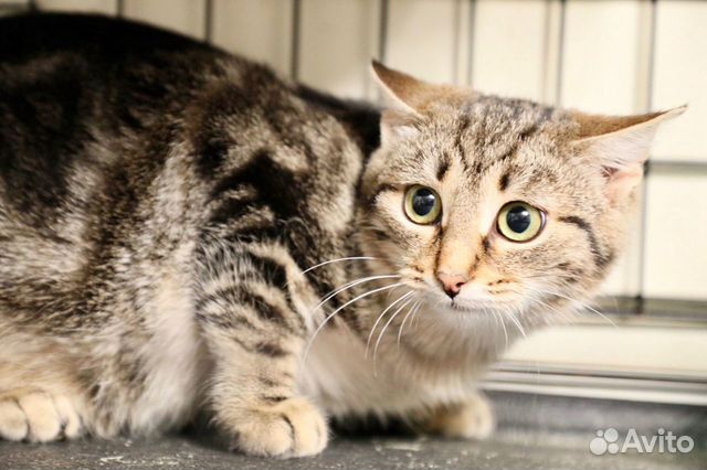 Тиффани - мраморная красотка в добрые руки