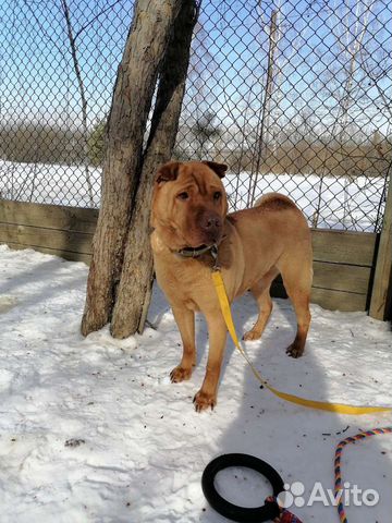 Соня шарпейечка заждалась мам и пап