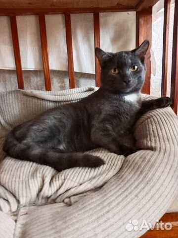 Кот Принц голубых кровей