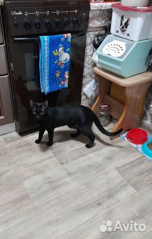 Ориентальный кот отдам годовалый