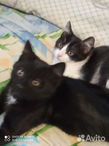 Отдам в добрые руки