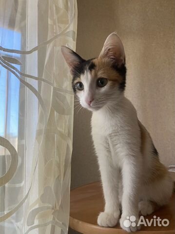 Кошечка-котенок