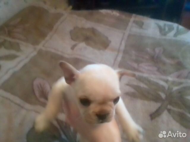 Щенки шорти Буль