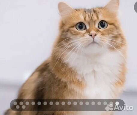 Котята сибирской кошки