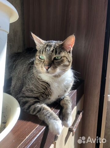 Кошка характерная Леся в добрые руки дар бесплатно