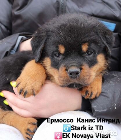 Ротвейлера щенки дев и мальчики