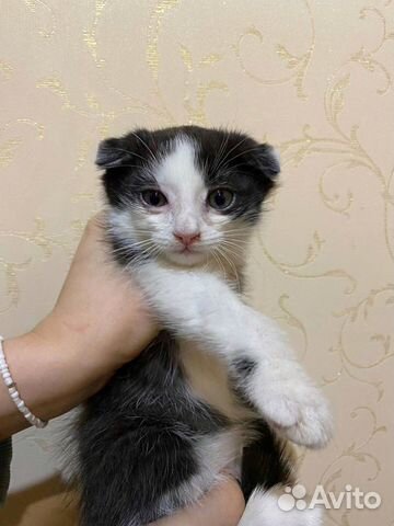 Вислоухие котята в заботливые руки