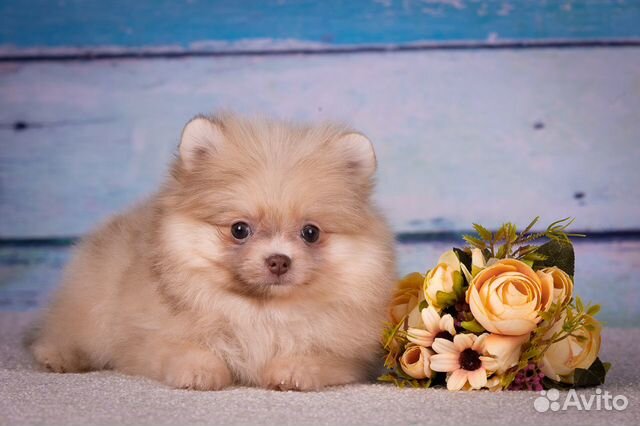 Щенок померанского шпица девочка окрас мерле