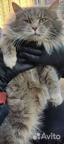 Котик от сибирской кошки