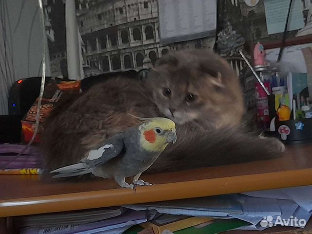 Попугай