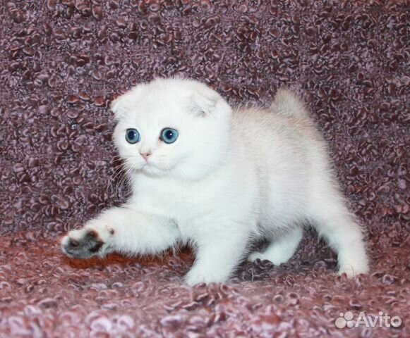 Серебристая Вислоухая Зеленоглазая Шиншилла Барни